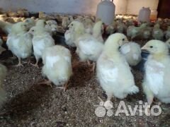 Бройлера подрощенные