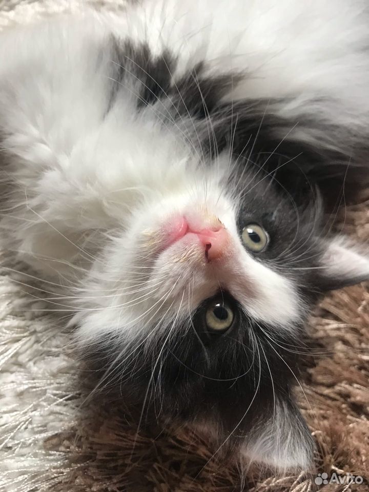 Котенок-мальчик