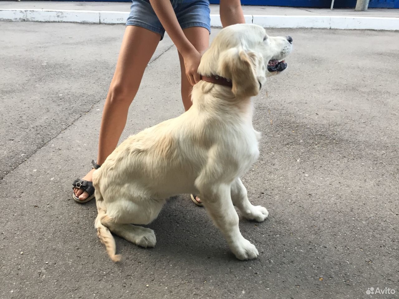 Ретривер