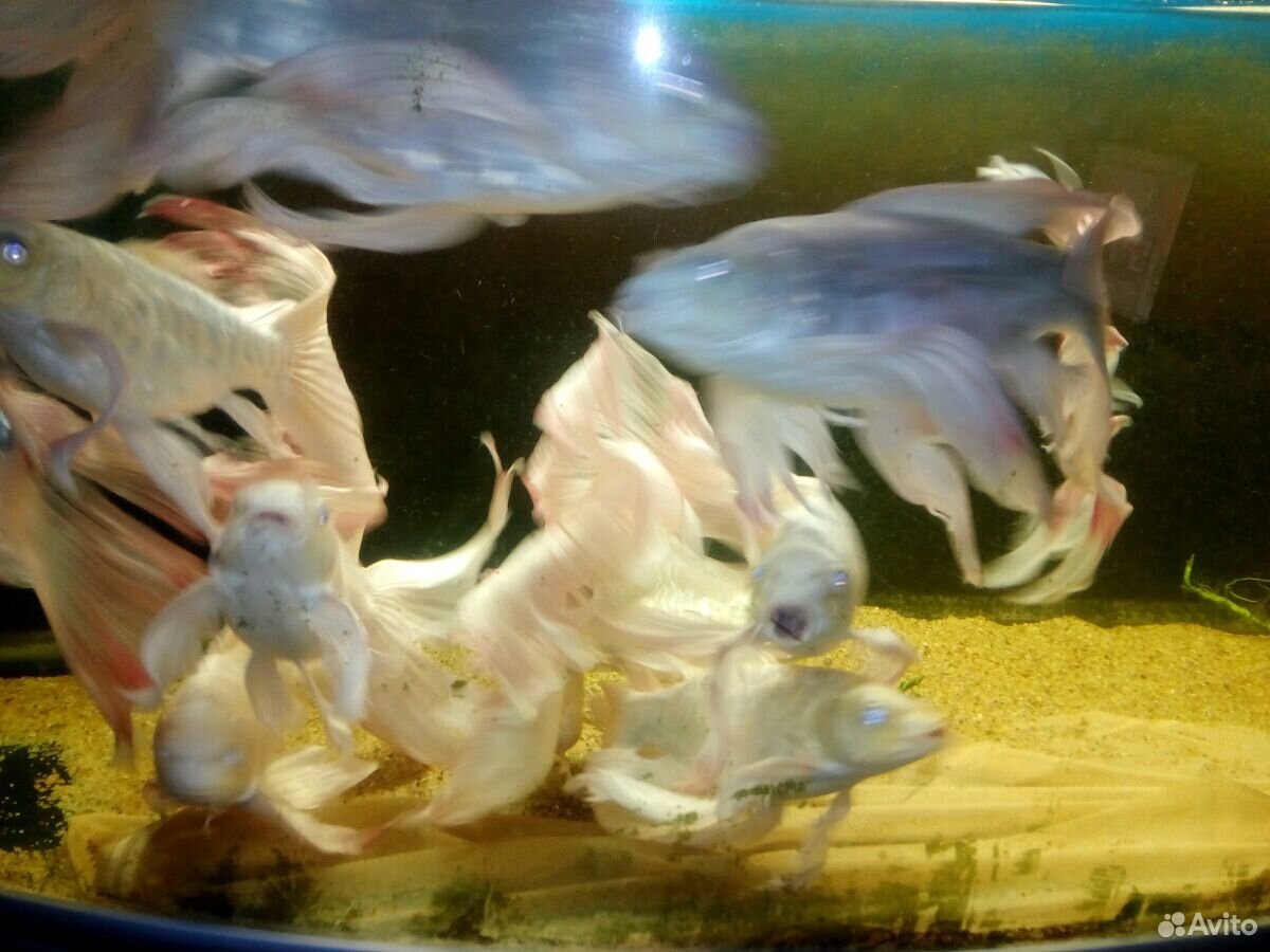 Платиновый вуалевый карп кои бабочка (батерфляй)