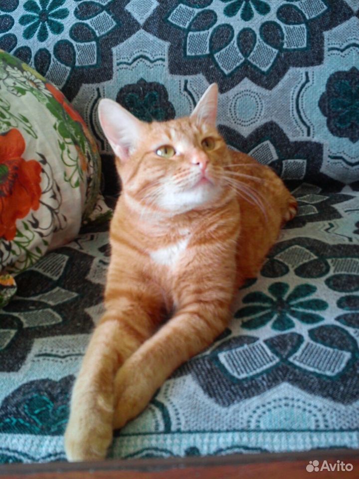 Рыжий Жорик