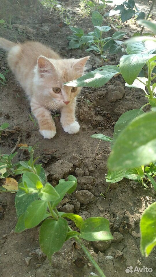 Рыжий комочек счастья, котенок удача)