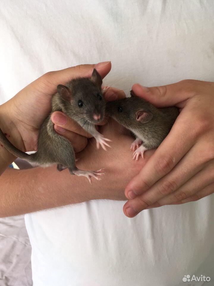 Крыса Стандарт