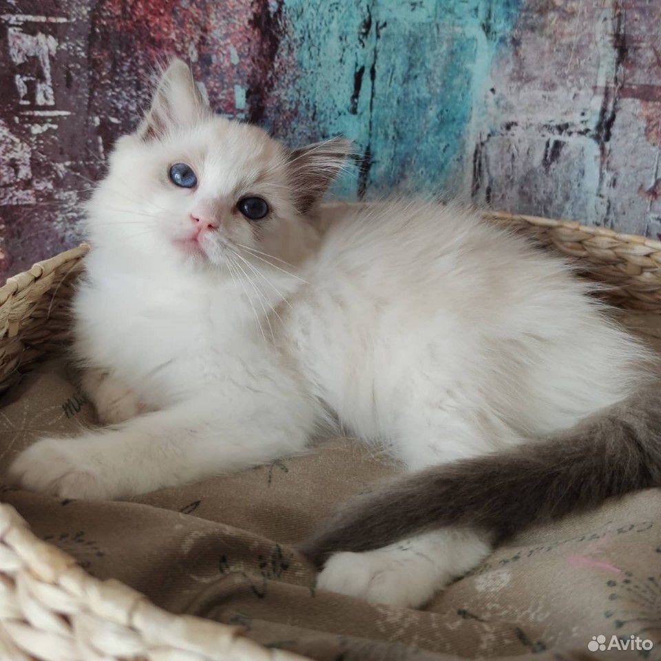 Синеглазый Рэгдолл, Yarik