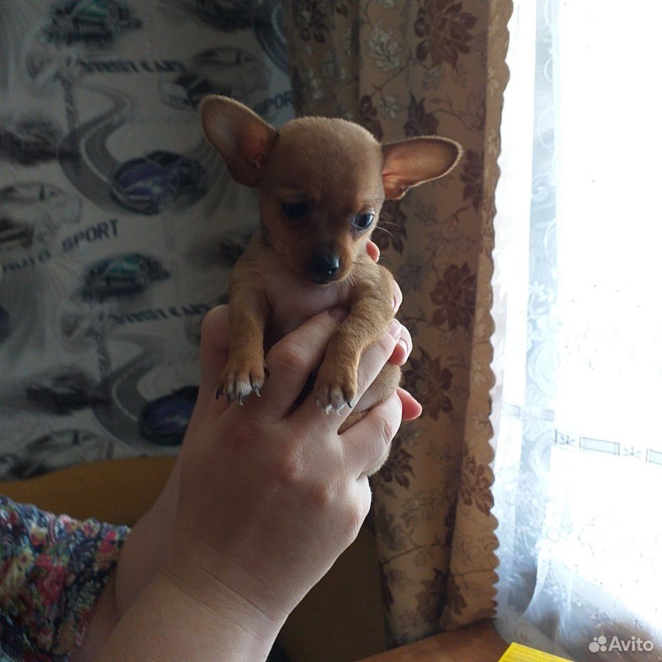 Минитойчик