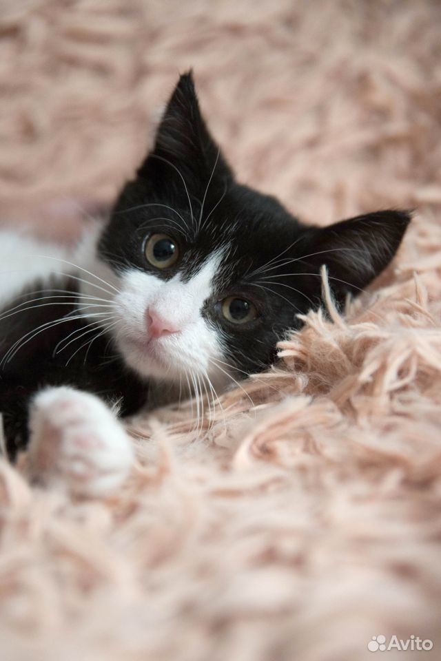 Котенок девочка 3 мес