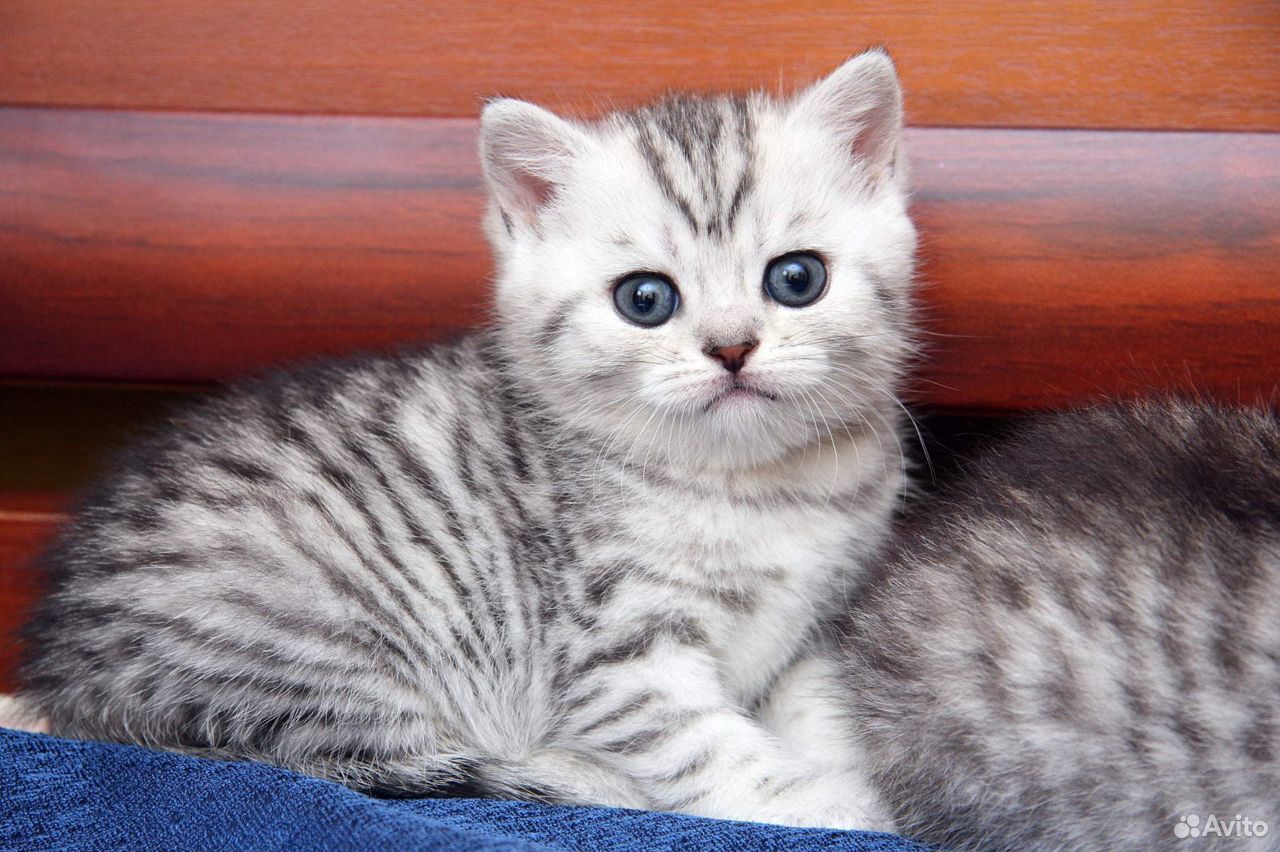 Вискасные британские котята