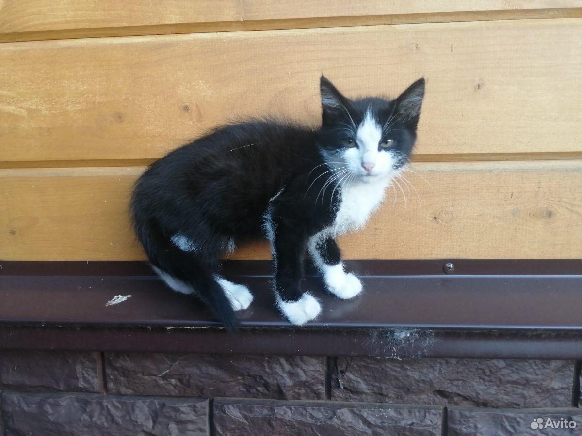 Котята-мальчики