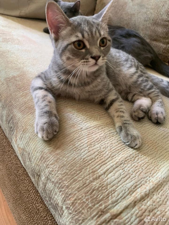 Котенок британец