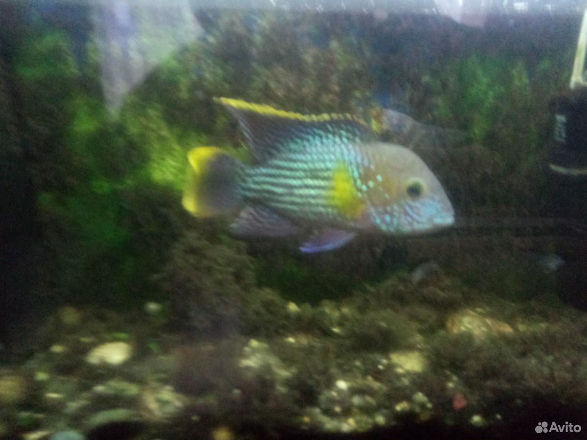 Рыба акара берюзовая