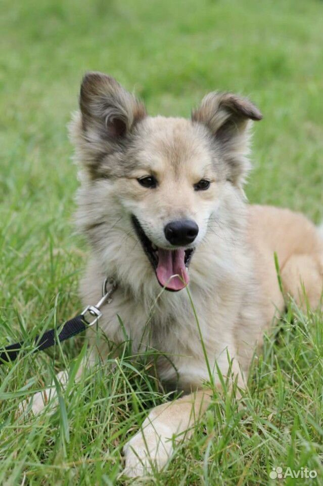 Собака Тони ищет дом и доброго хозяина