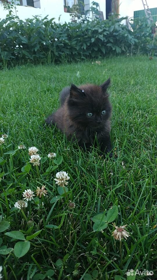Котики ищут любящую семью