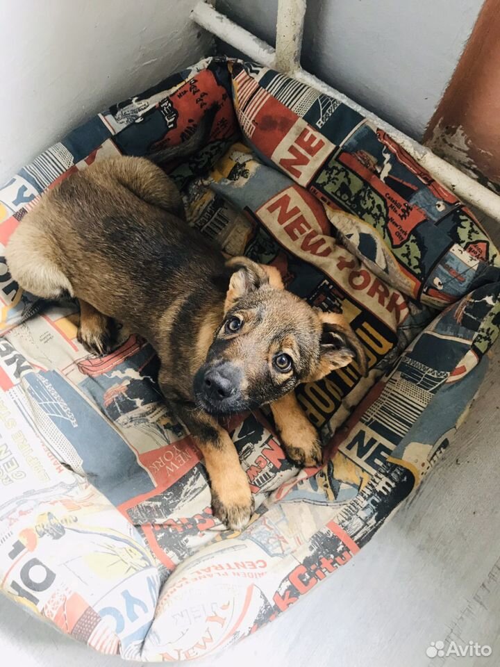 Браян в добрые руки, щенок