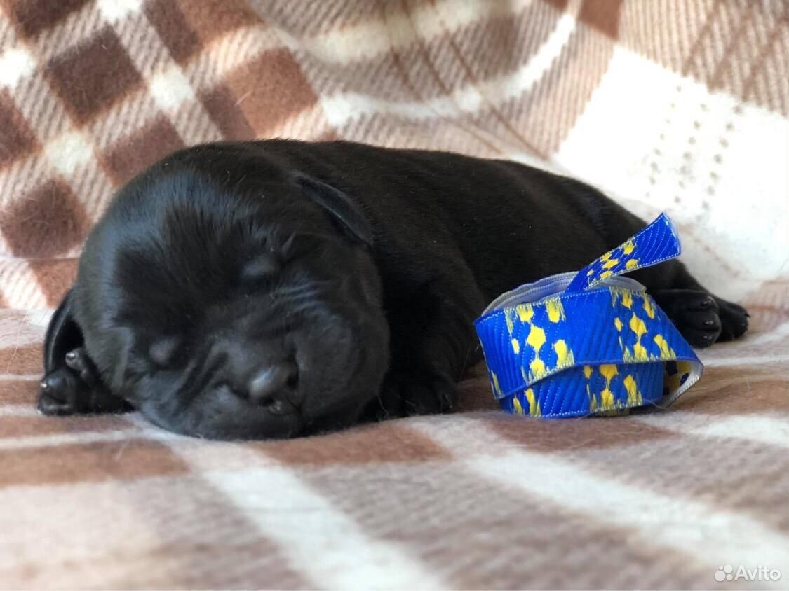 Чёрные щенки лабрадора