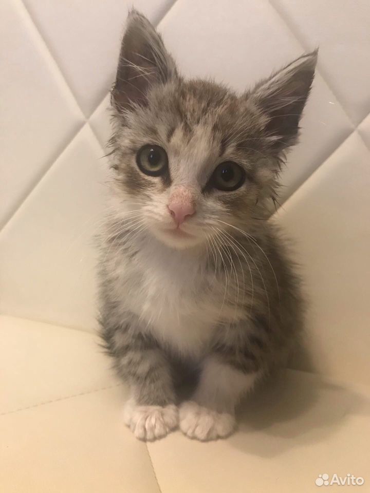 Котёночку нужен дом