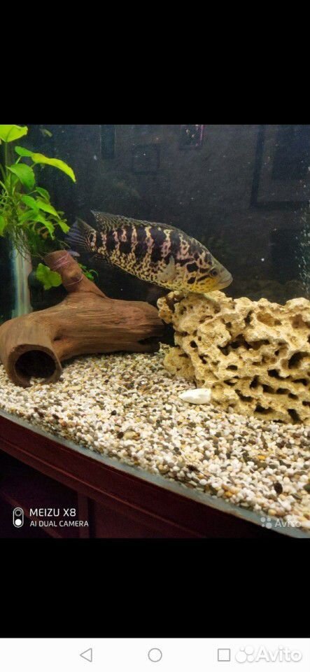 Манагуанская цихлазома