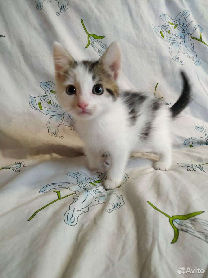 Котёнок Беляш 1.5 мес