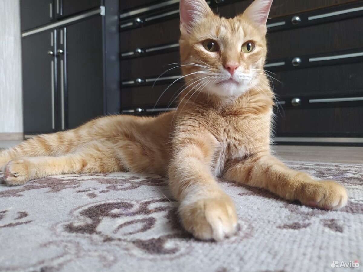 Кот Тихон
