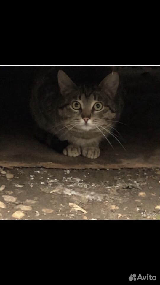 Серый Шпротик в ожидании чуда