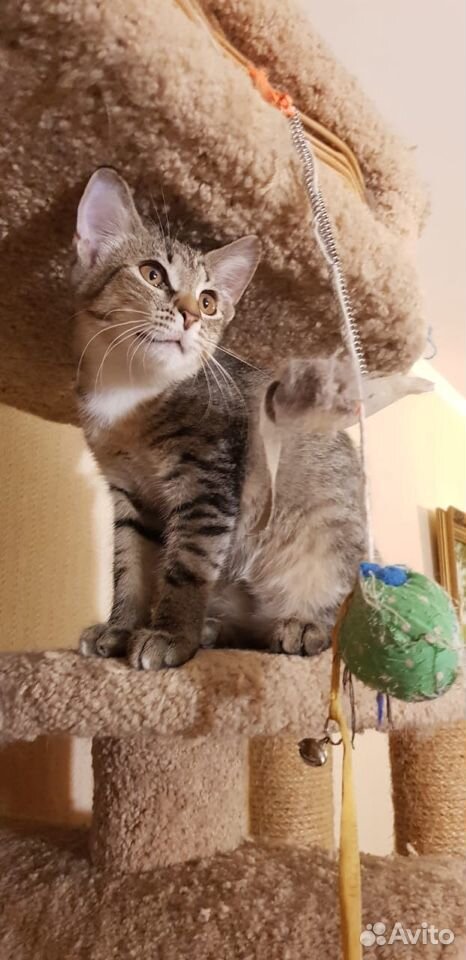 Котёнок Тимоша 3 мес