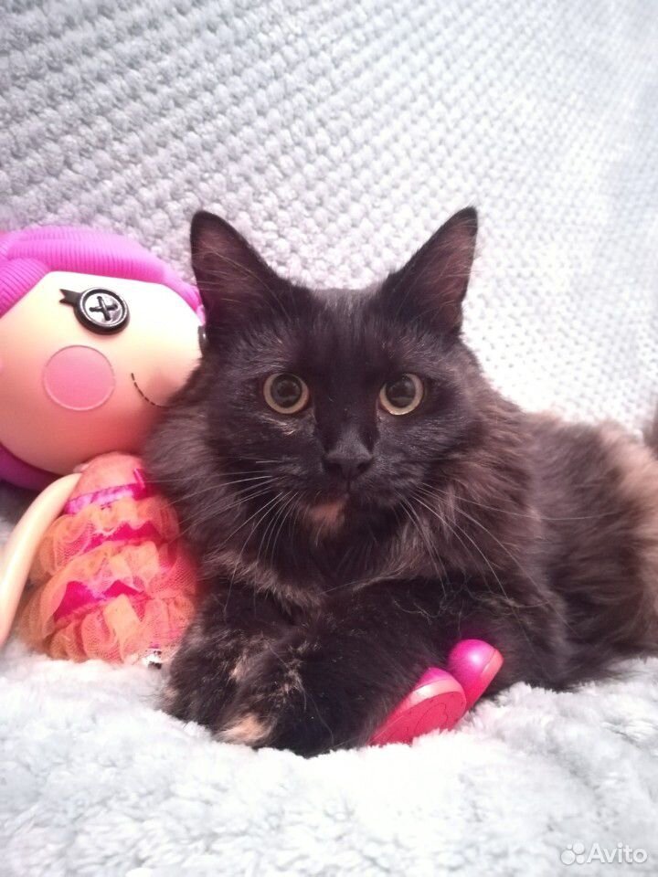 Шикарная кошечка ищет дом
