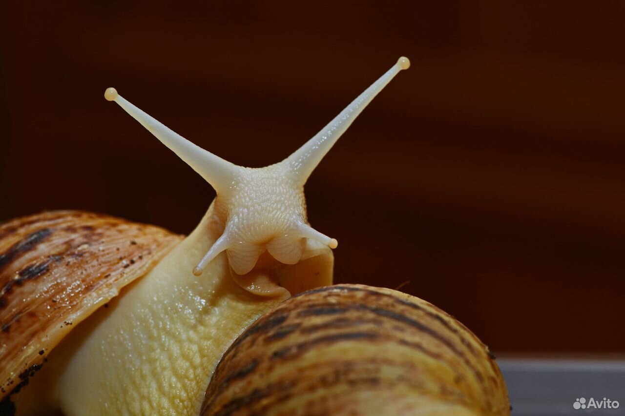 Улитка Ахатина Альбино Большая