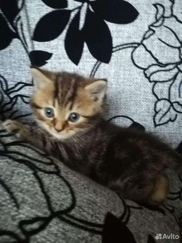 Кошка
