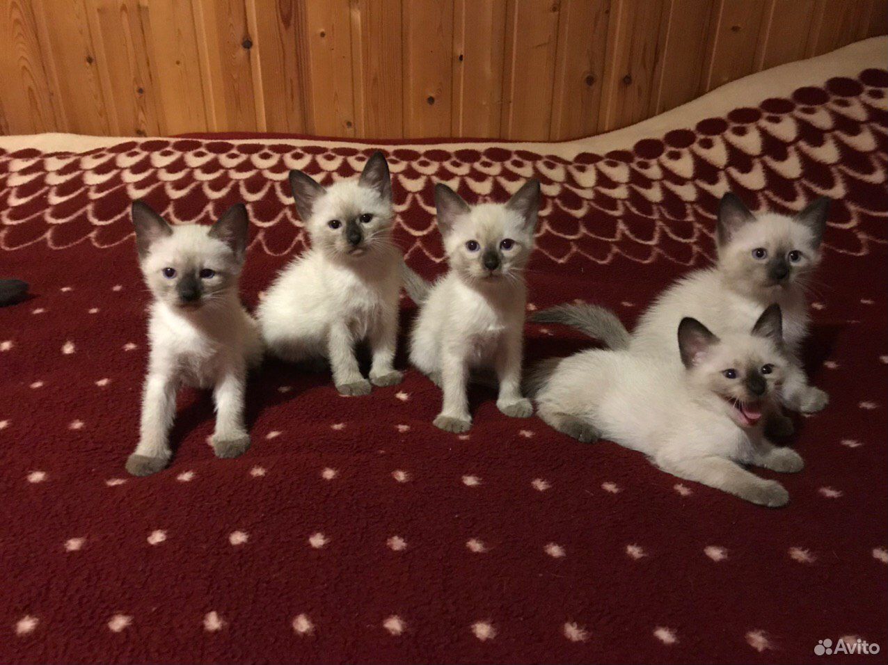 Котята Тайские