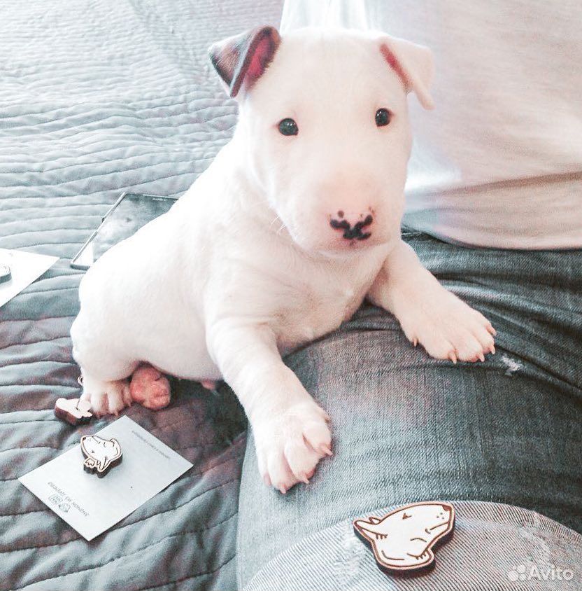 Бультерьер