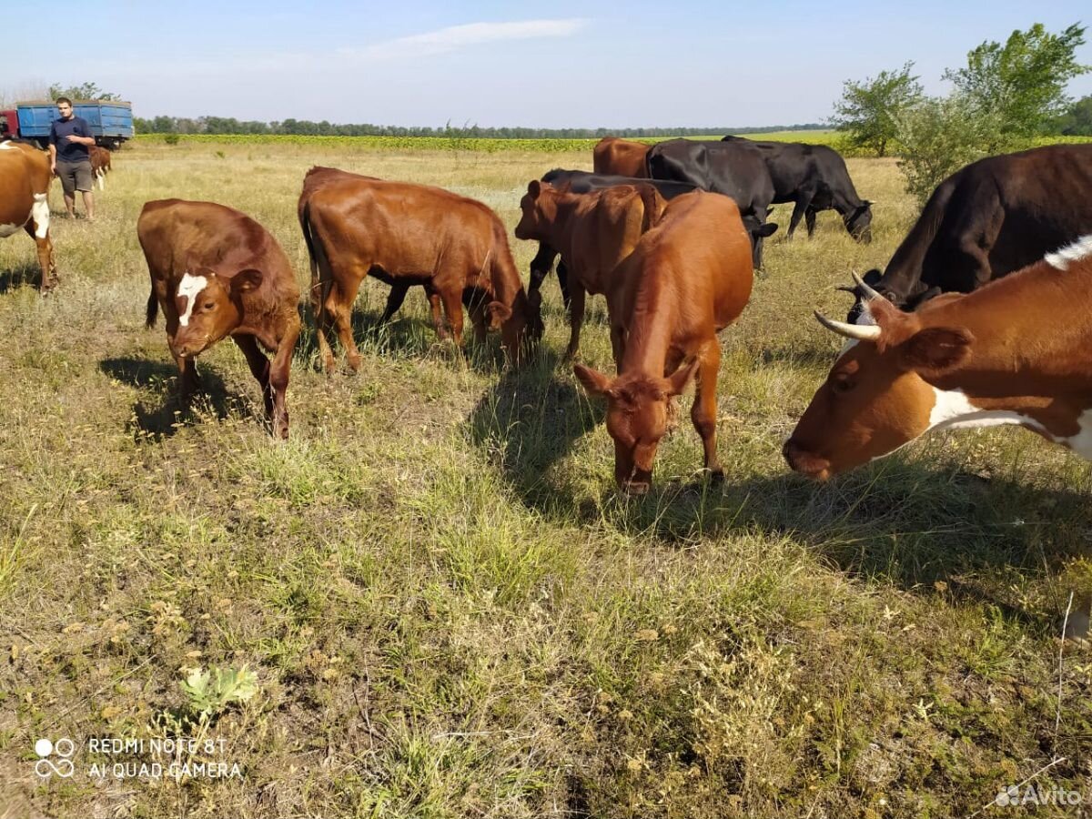 Коровы с подсосными телятами