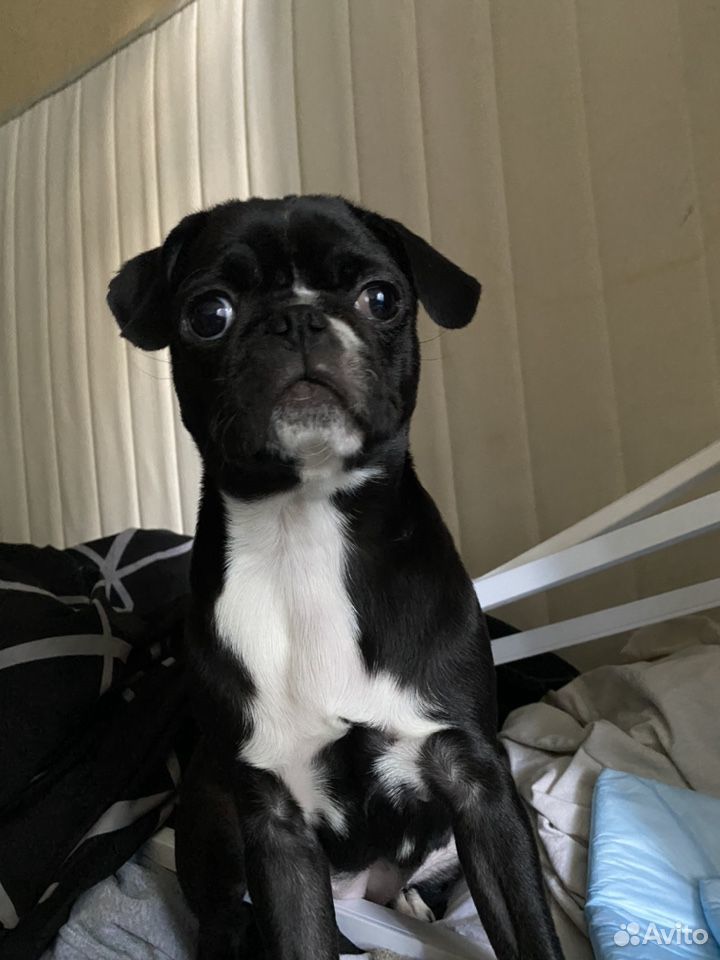 Мопс 4 месяца