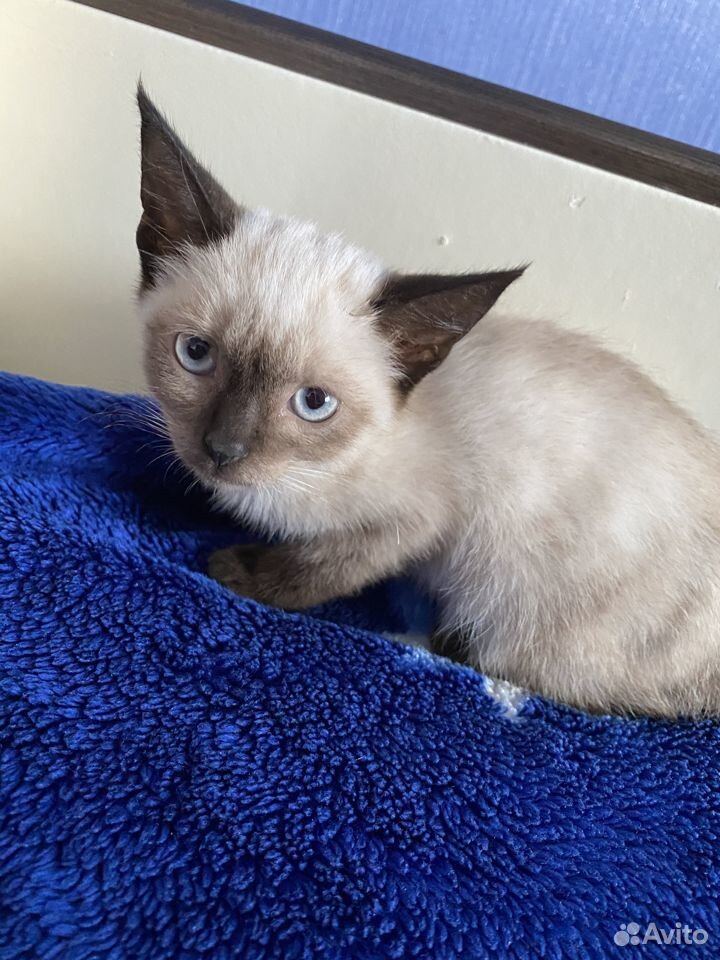 Отдадим котят