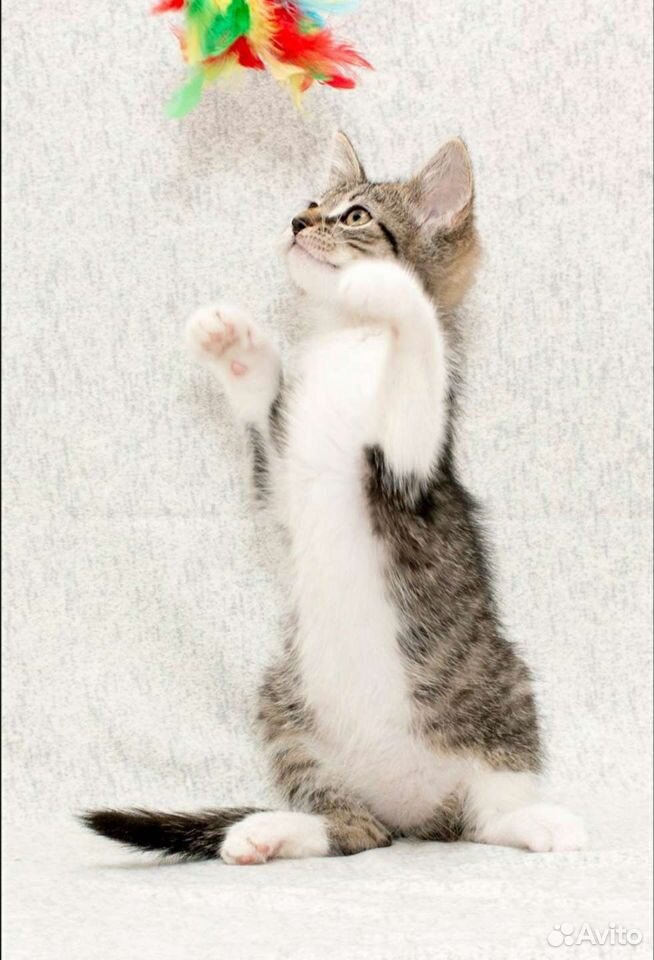 Котенок Рысенок