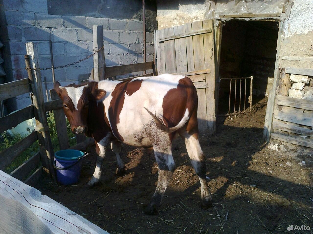 Продам быка