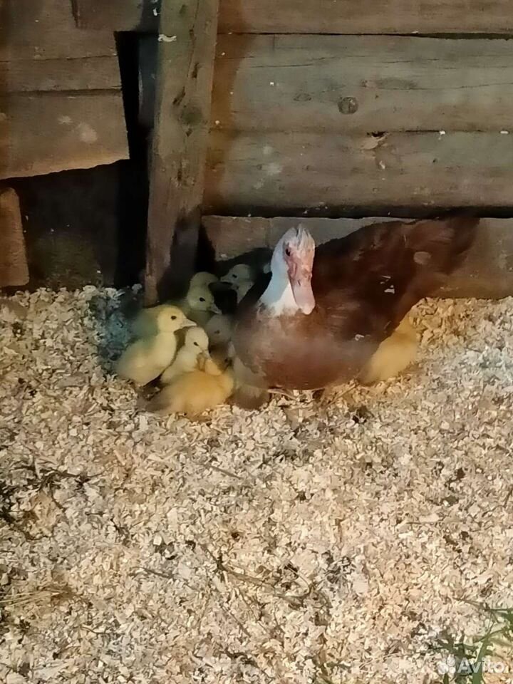 Норвежская серебристая утка