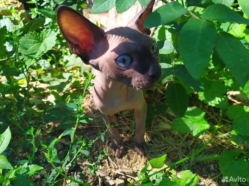 Котенок сфинса