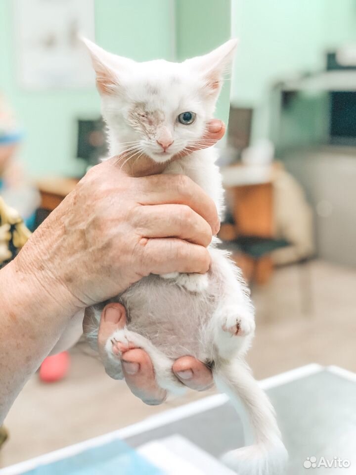 Кошка