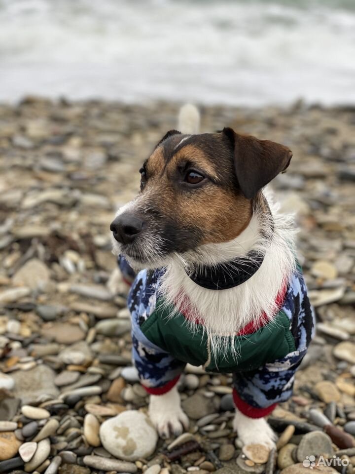 Джек рассел Кобель для вязки