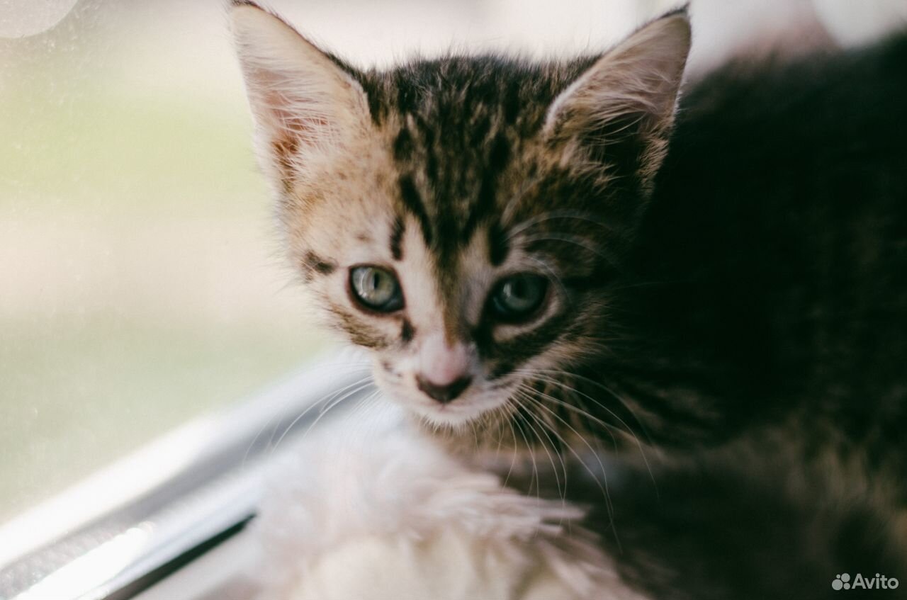 Котодевочка в добрые ручки