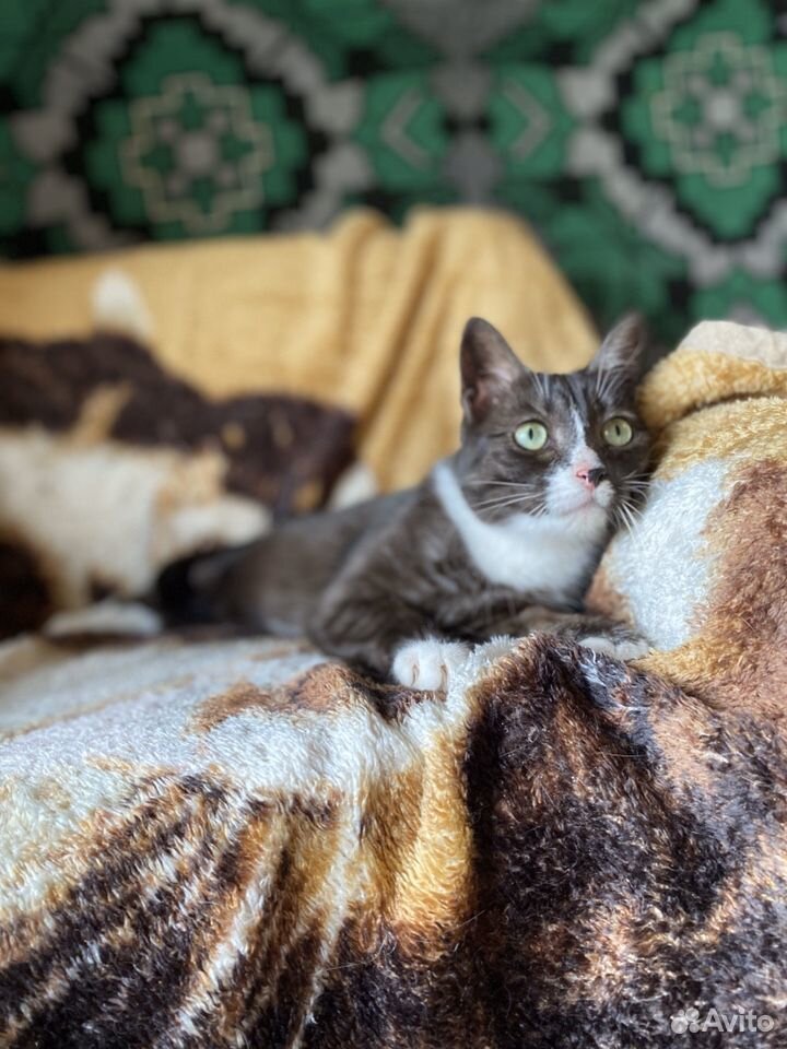 Великолепная кошка Айза ищет дом