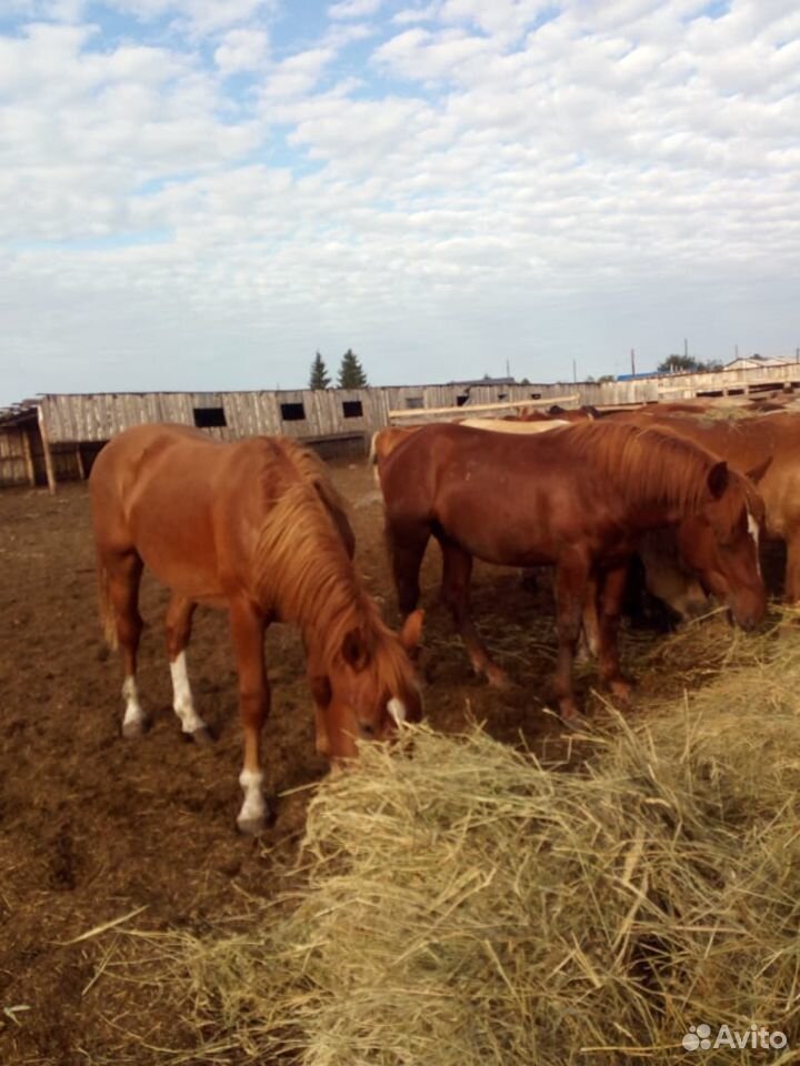 Кабылки-жеребчики