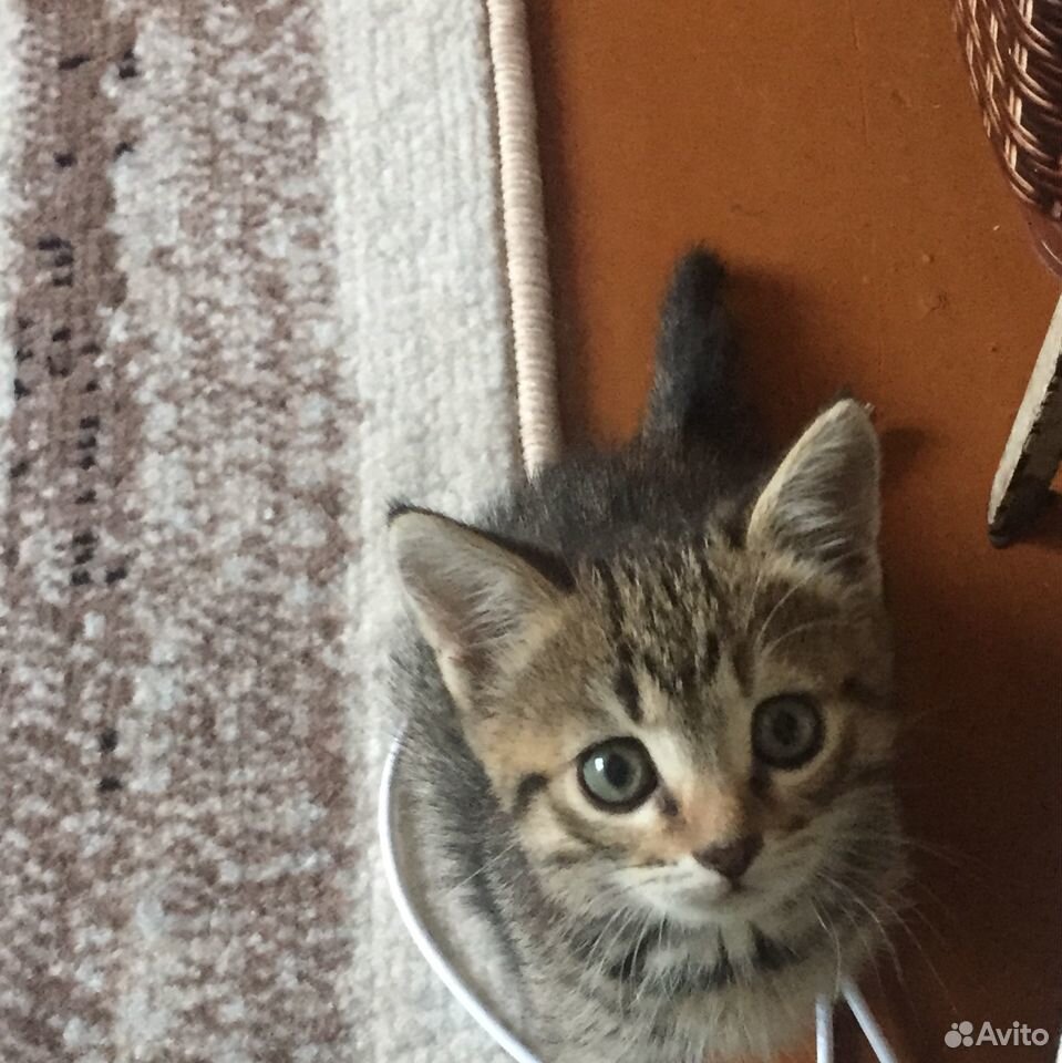 Отдам в добрые руки котёнка