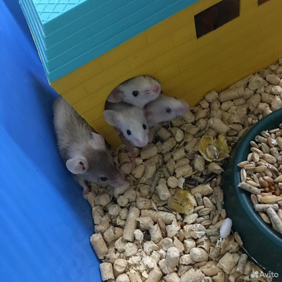 Сатиновые мыши