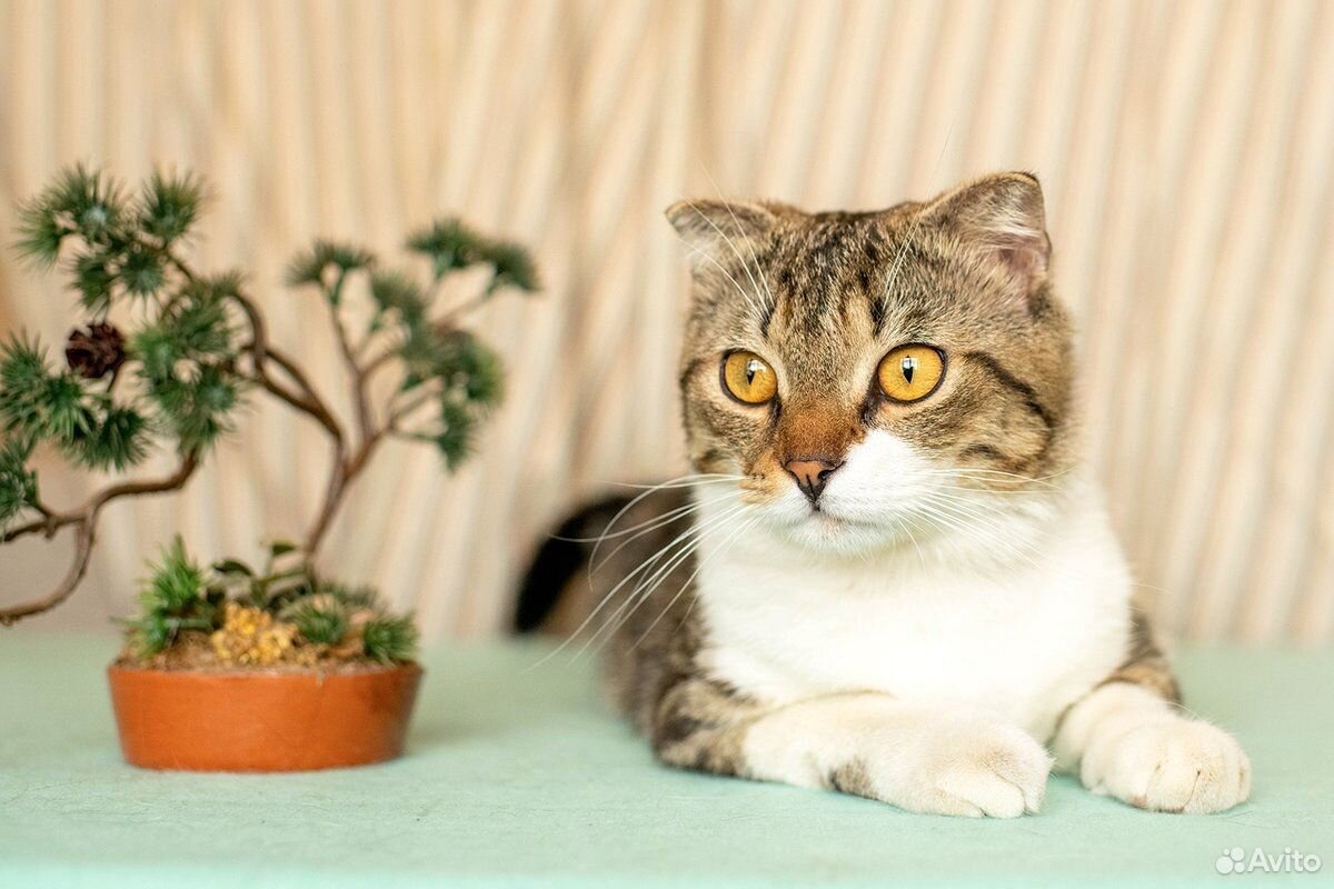 Красивый кот ищет дом