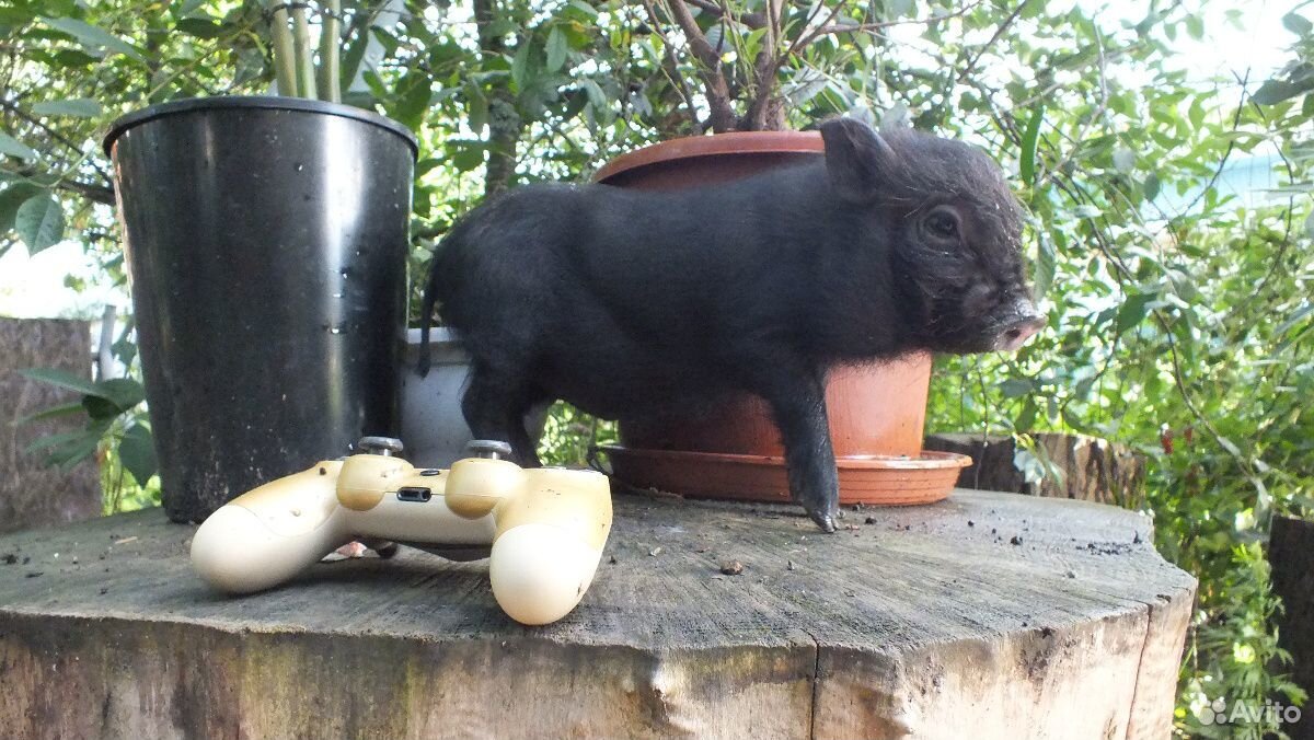 Мини поросёнок Дамбо