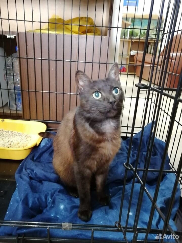 Кошку принесли на усыпление