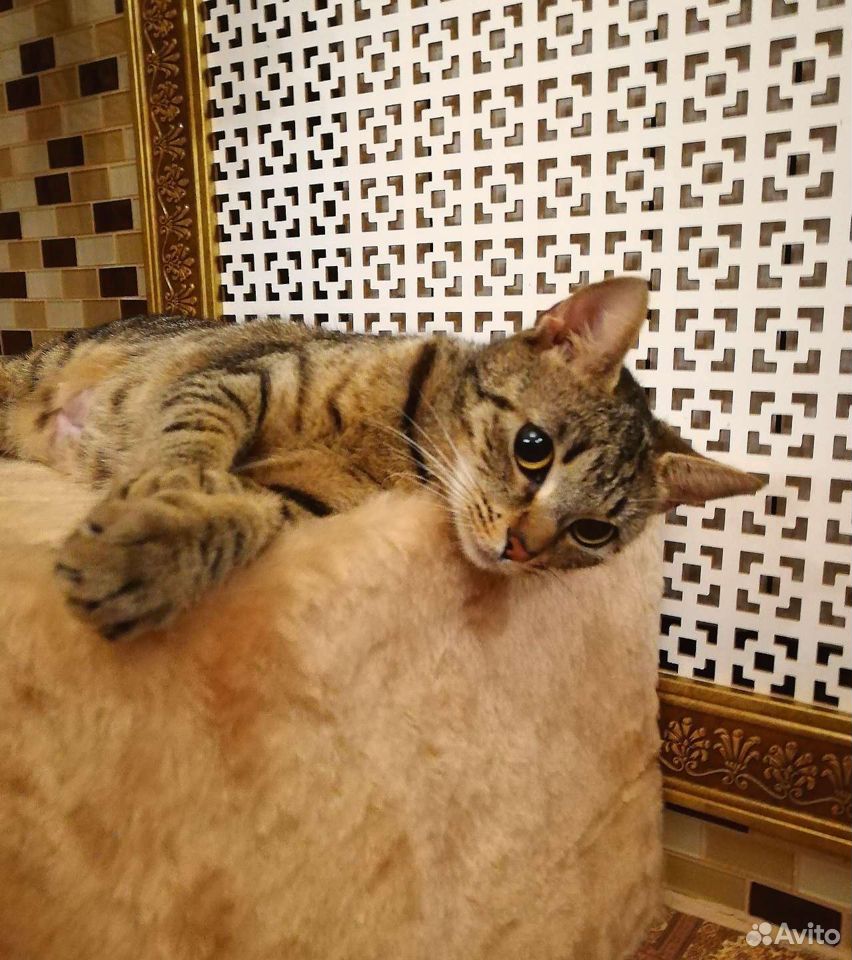 Добрая кошка в добрые руки