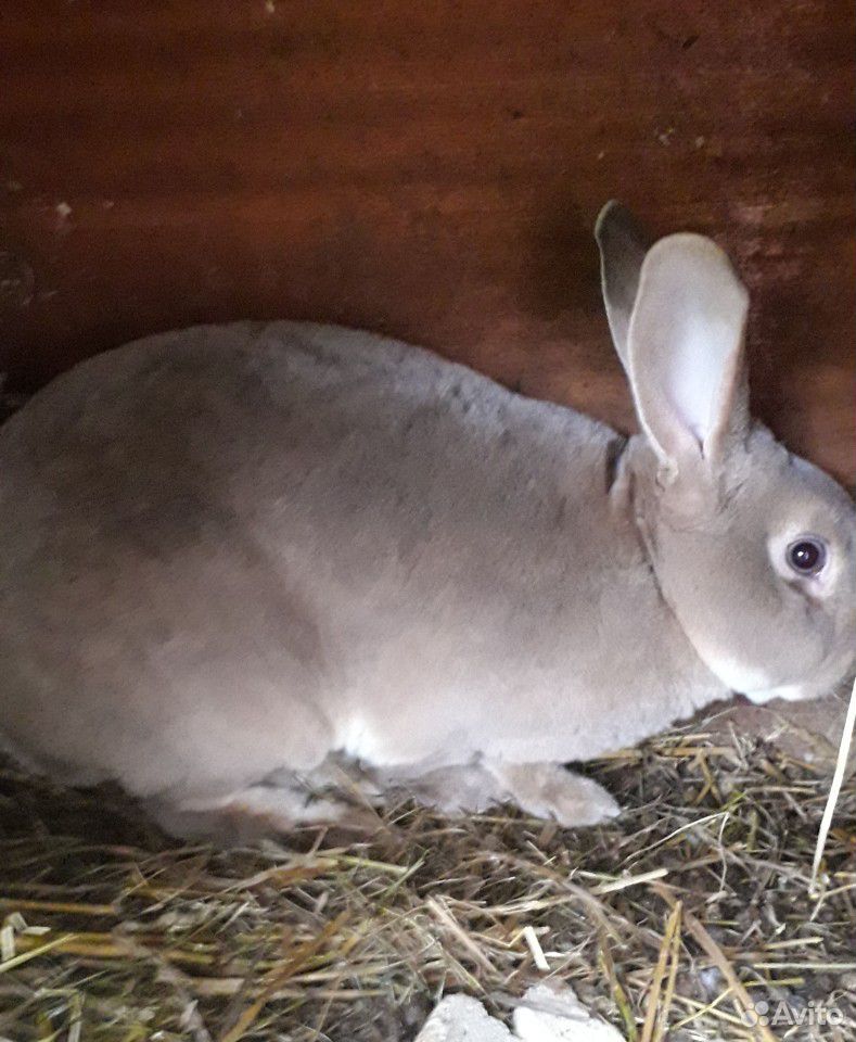 Рекс люкс самка