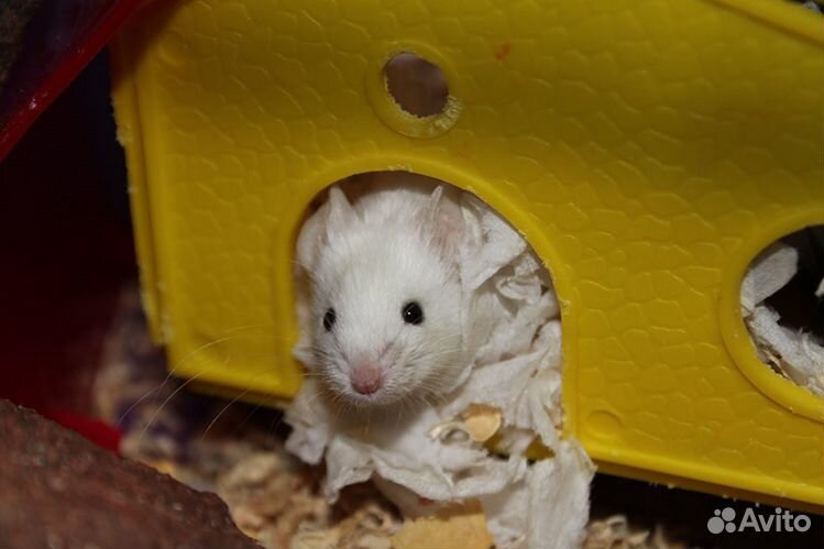 Кормовые мыши