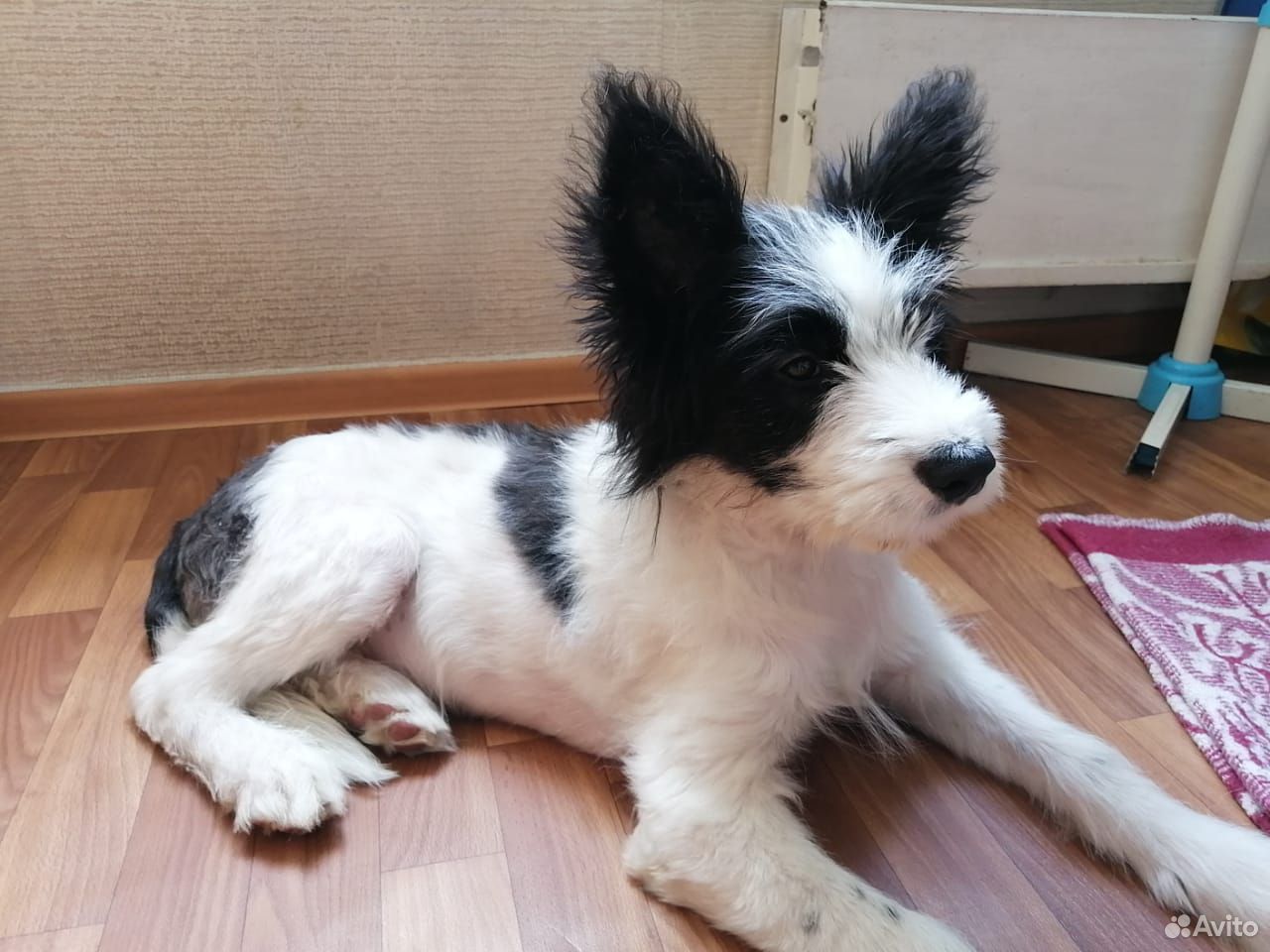 Собака - Чубака